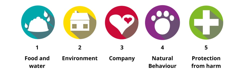 What Are The Five Welfare Needs Of Dogs What Are The Five Welfare Needs Of Dogs