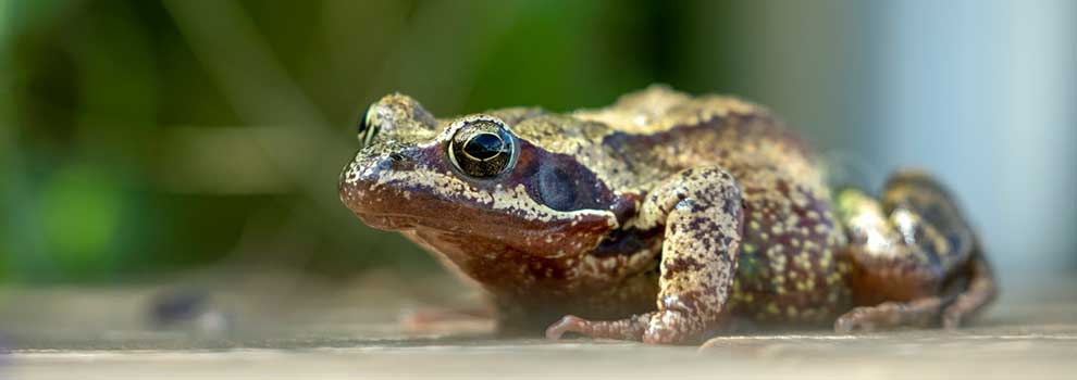 Frogs and Toads | Wildlife Advice | RSPCA