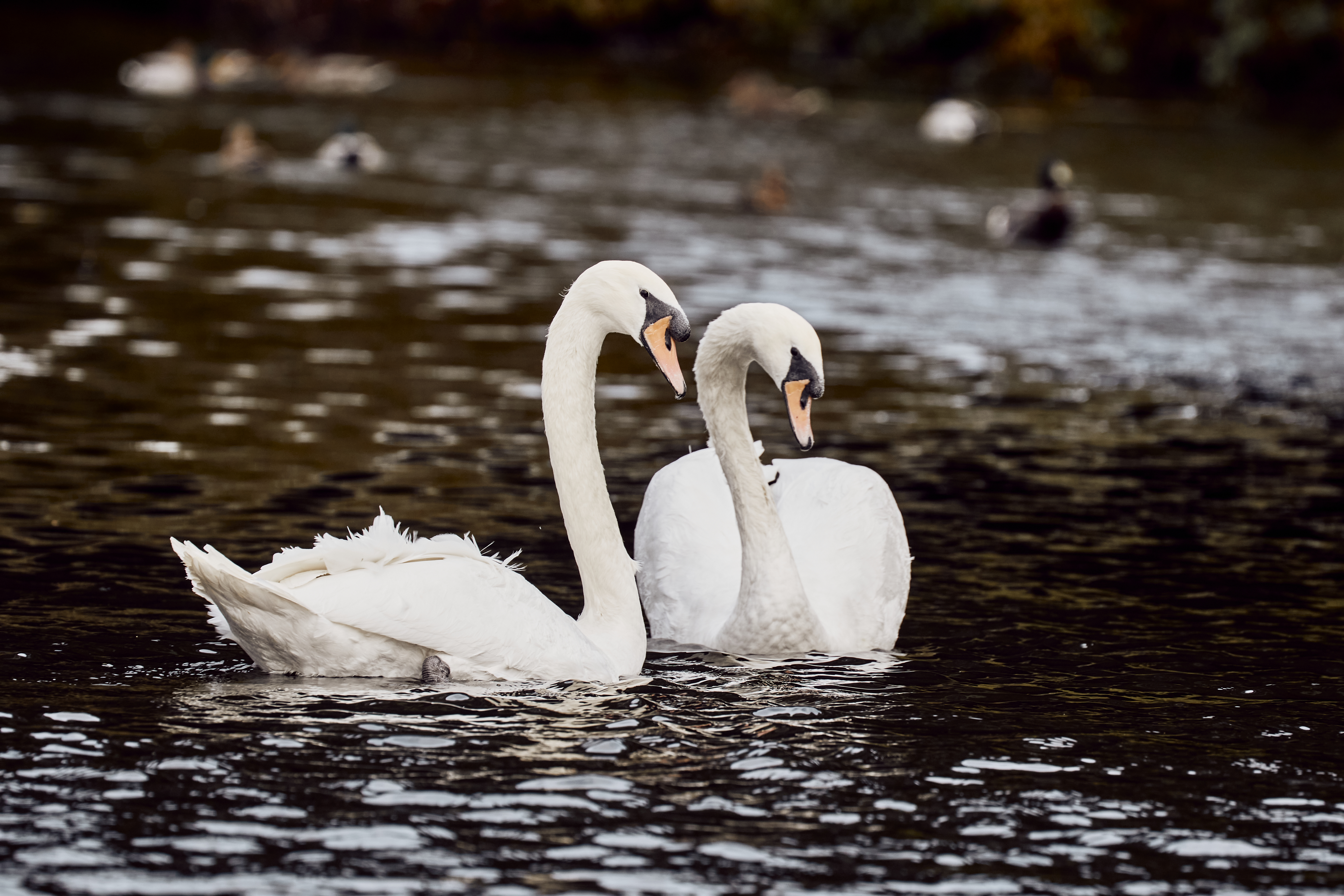 RSPCA Education - Lessons and Activity Library - Education - rspca.org.uk